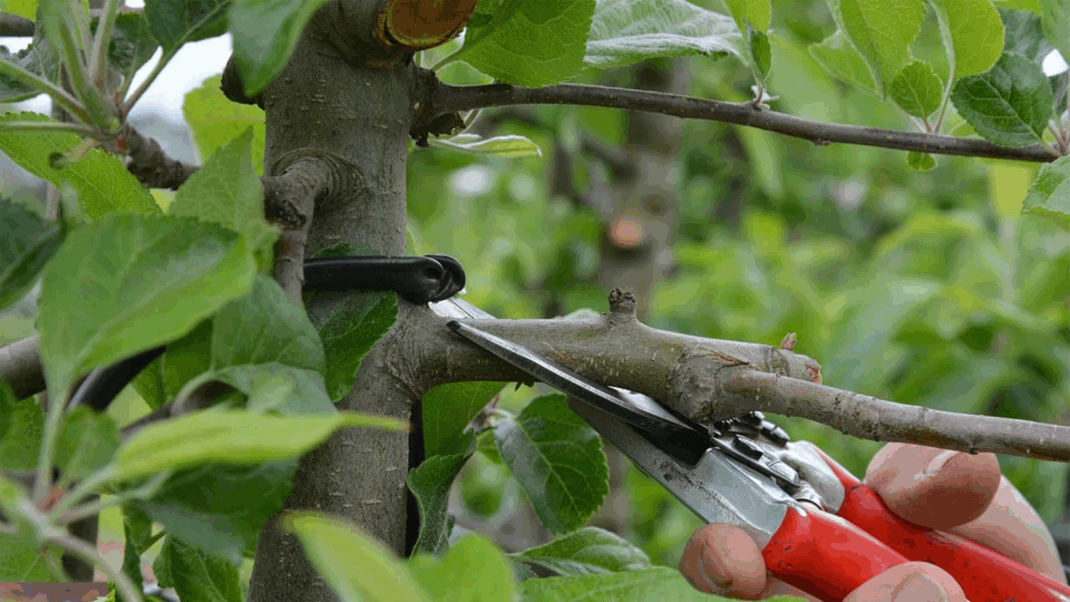 Obstbaume Richtig Beschneiden